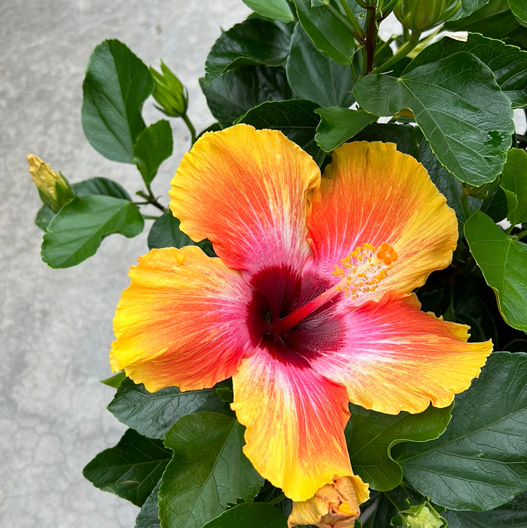 Hibiscus - Fiesta 10" – Sunset Nursery