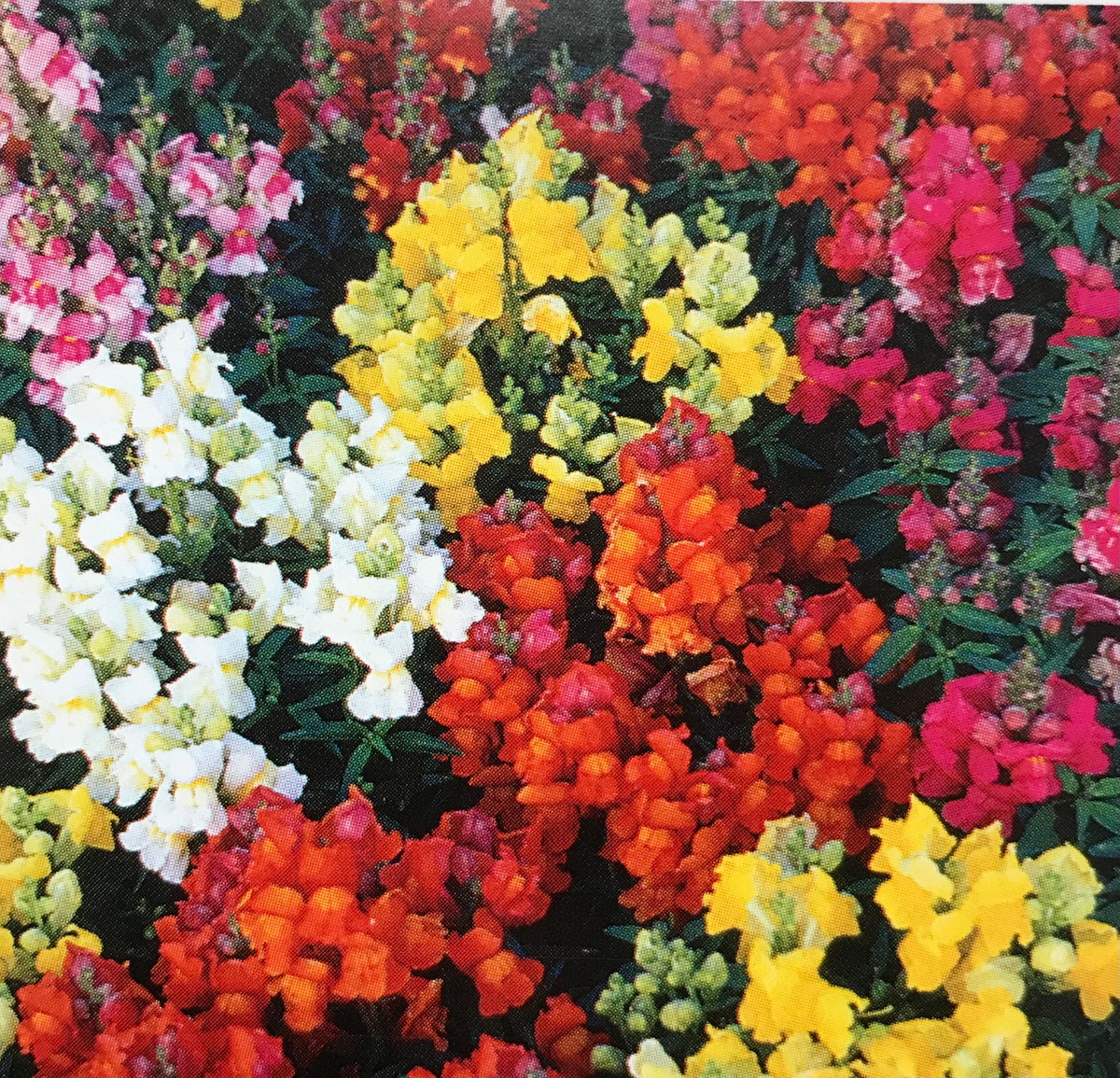 Snapdragon - Magic Carpet Dwarf (Seeds) – Sunset Nursery