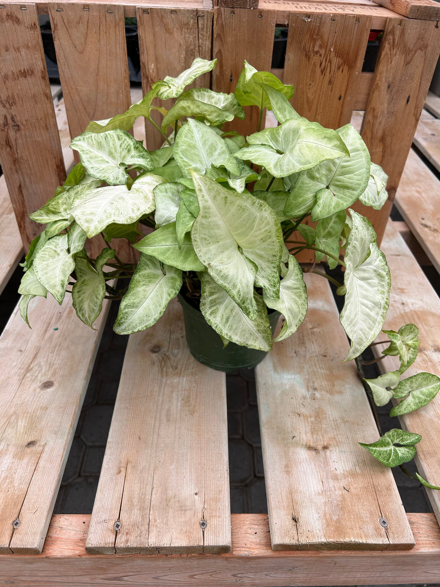 Nephthytis - White Butterfly 6" – Sunset Nursery