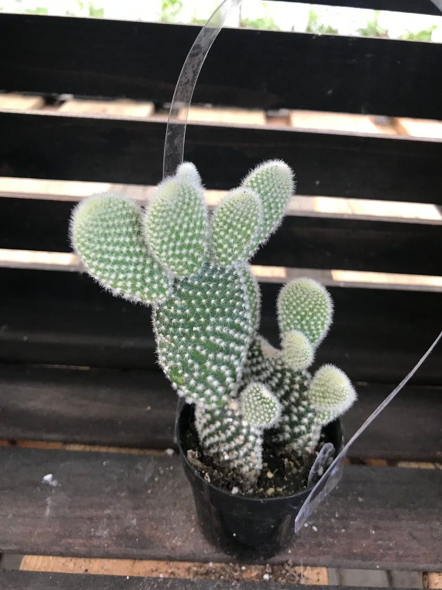 Cactus - Angel Wings – Sunset Nursery