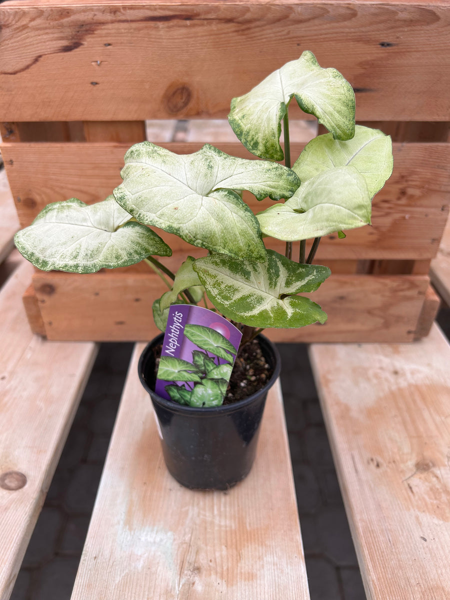 Nephthytis - White Butterfly 3.5" – Sunset Nursery