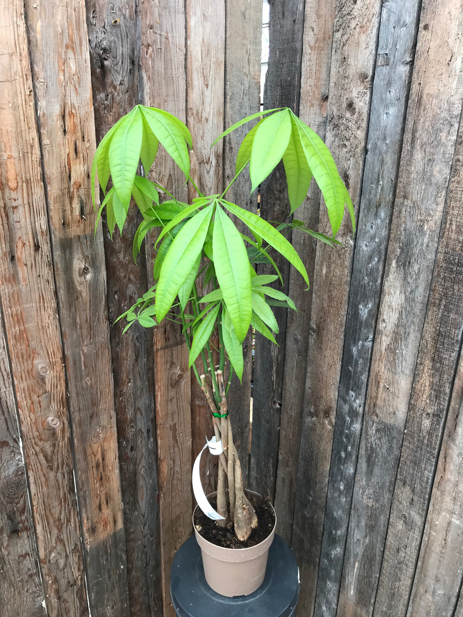 Money Tree - Braided – Sunset Nursery