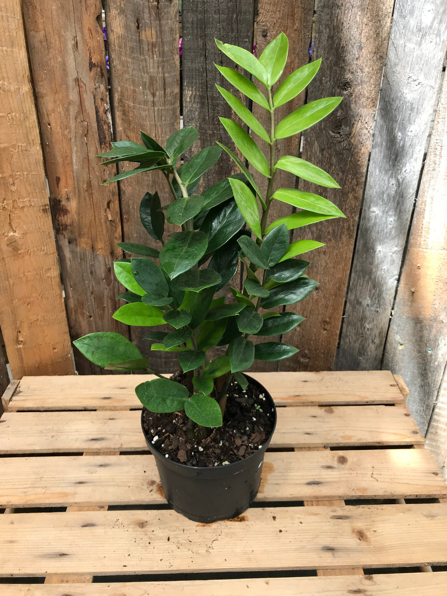 Zeezee Plant (Zamioculcas Zamiifolia) – Sunset Nursery