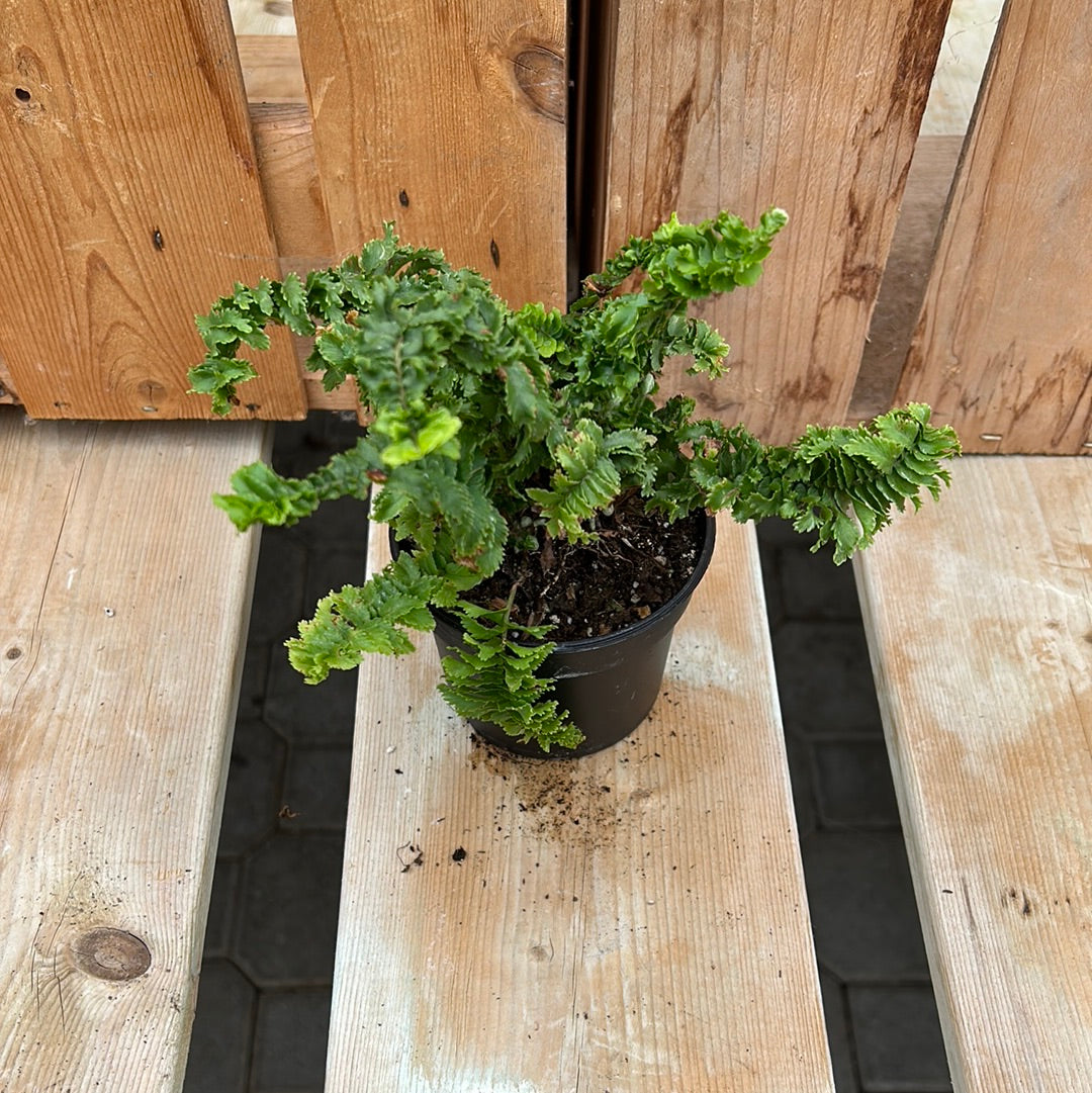 Fern - Curly Boston 3.5" – Sunset Nursery