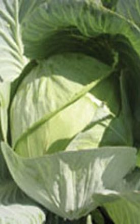 Cabbage - Copenhagen Market (Seeds) – Sunset Nursery