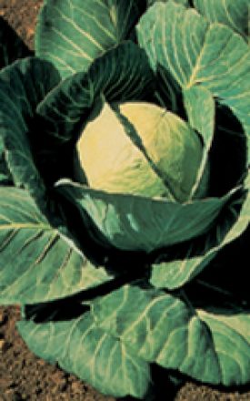 Cabbage - Danish Ballhead (Seeds) – Sunset Nursery