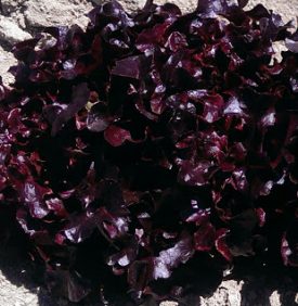 Lettuce - Outrageous Red (Seeds) – Sunset Nursery
