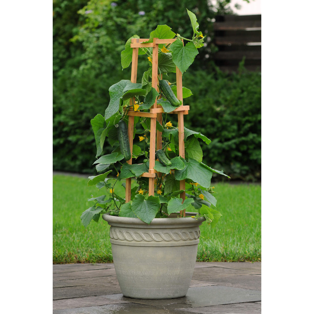 Cucumber - Patio Snacker (Seeds) – Sunset Nursery