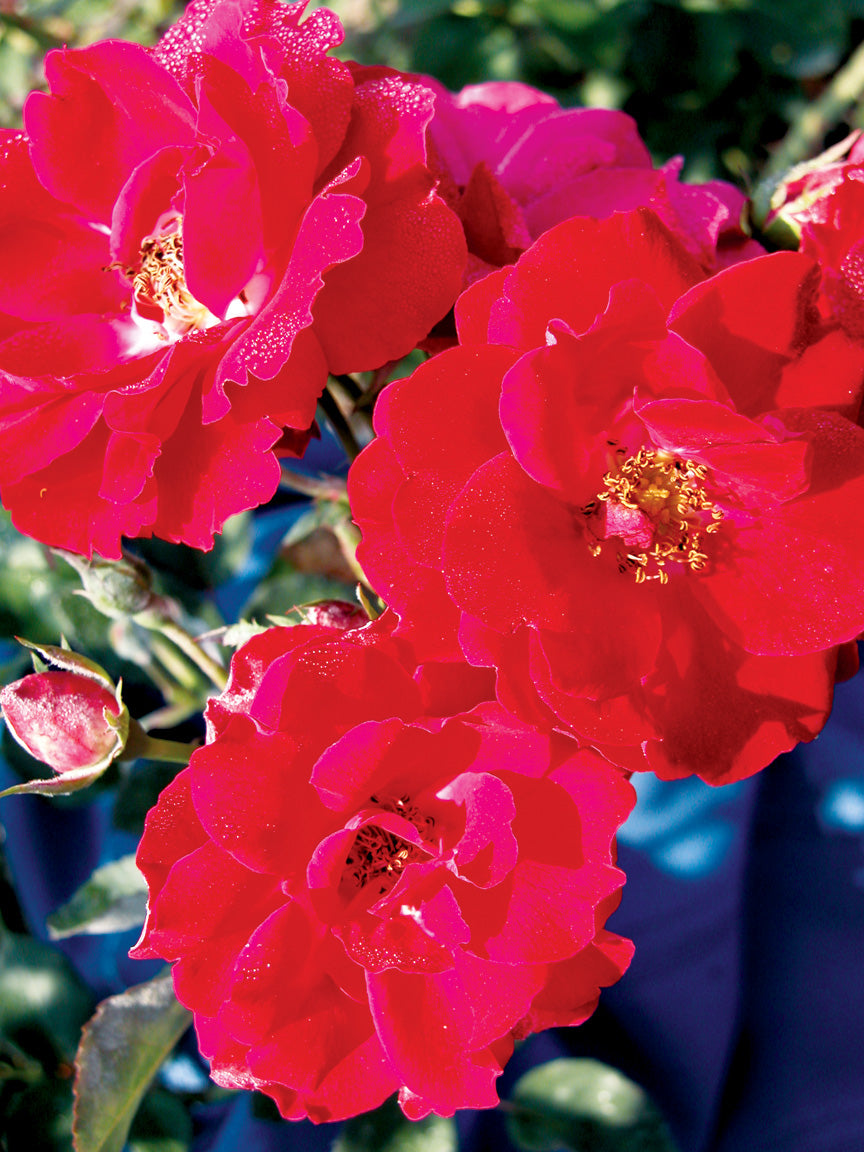 Rose - Nicolas – Sunset Nursery