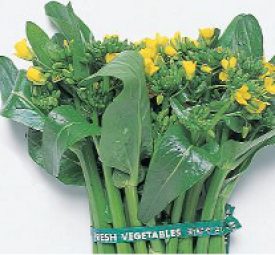 Tsoi - Sim Chinese Green (Seeds) – Sunset Nursery